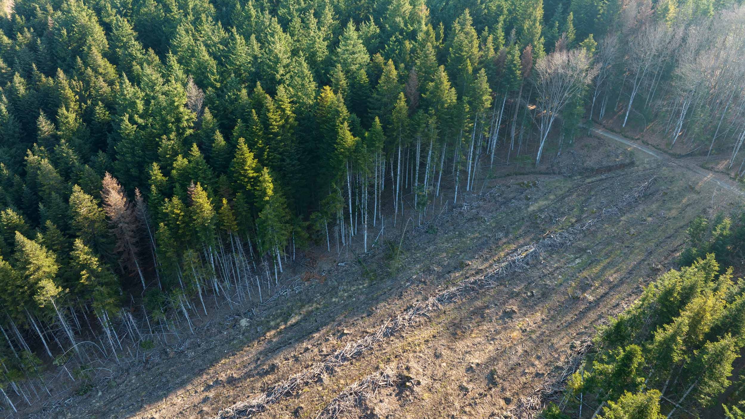 UK imports continue to drive deforestation following regulatory delays ...