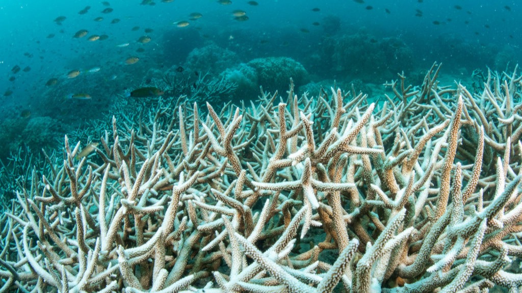 States’ obligations to protect the marine environment go beyond Paris ...