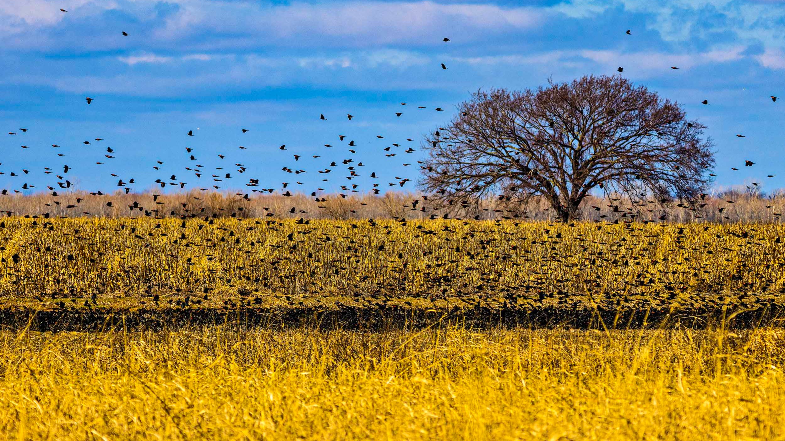 Corporate reporting on nature-related issues is advancing at a ...